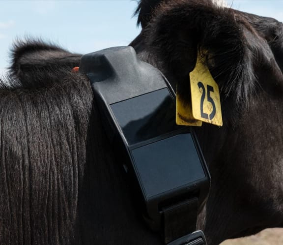 Craig Piggott - From space rockets to 'cowgorithms' | RNZ