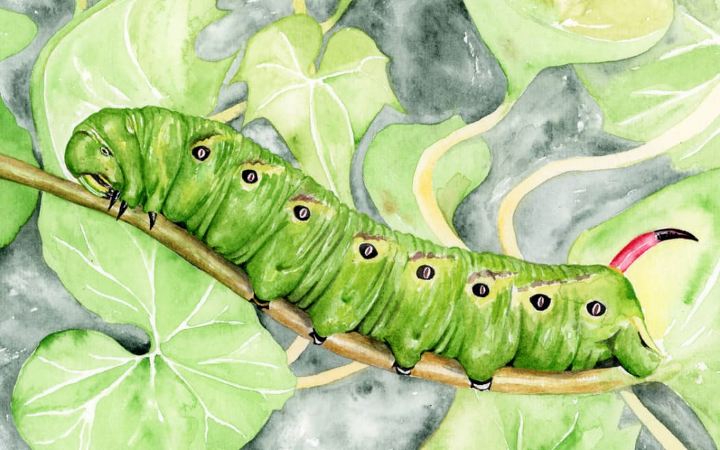 Artist Lily Duval on her love of insects and efforts to conserve them | RNZ