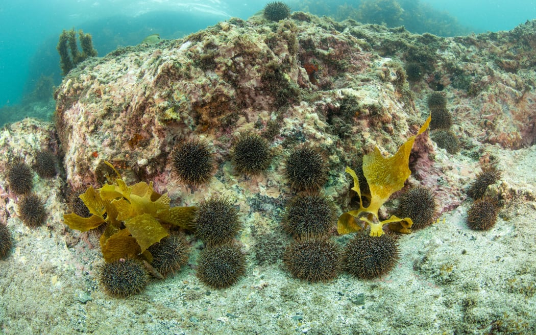 Shane Jones sets sights on killer kina - 'An industrial grade problem ...