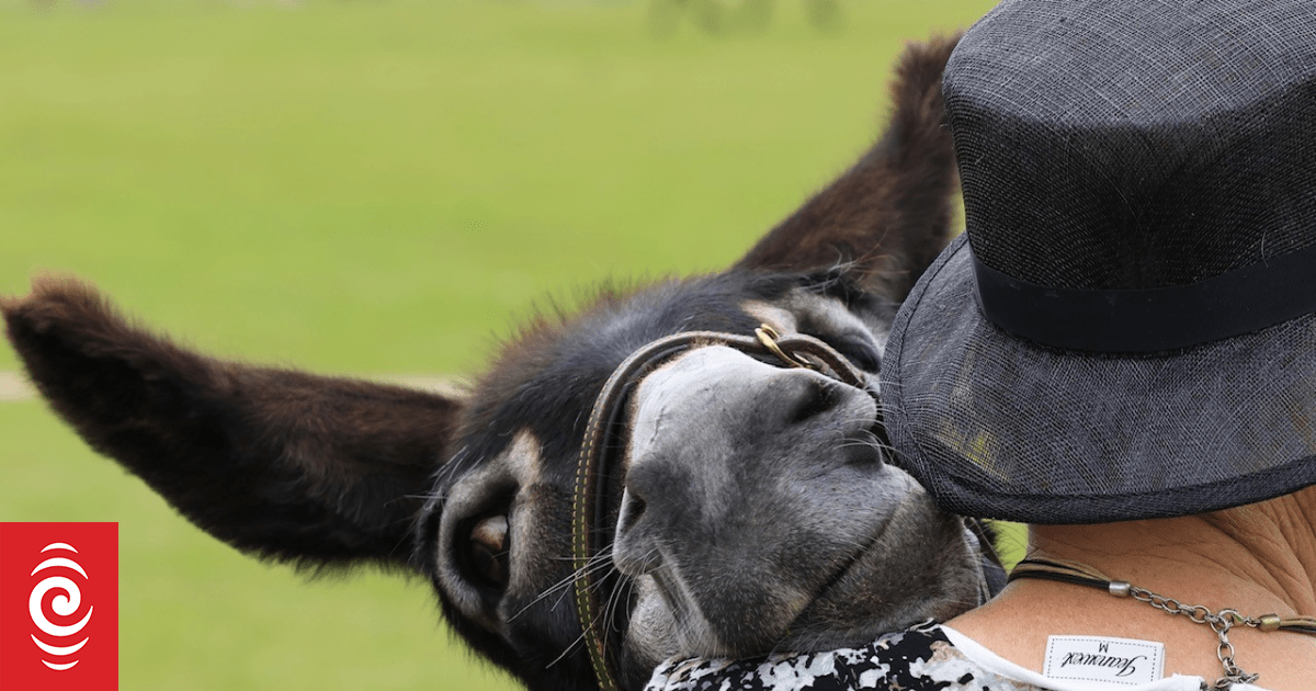 Much-loved donkey visits threatened by St John's animal therapy ...