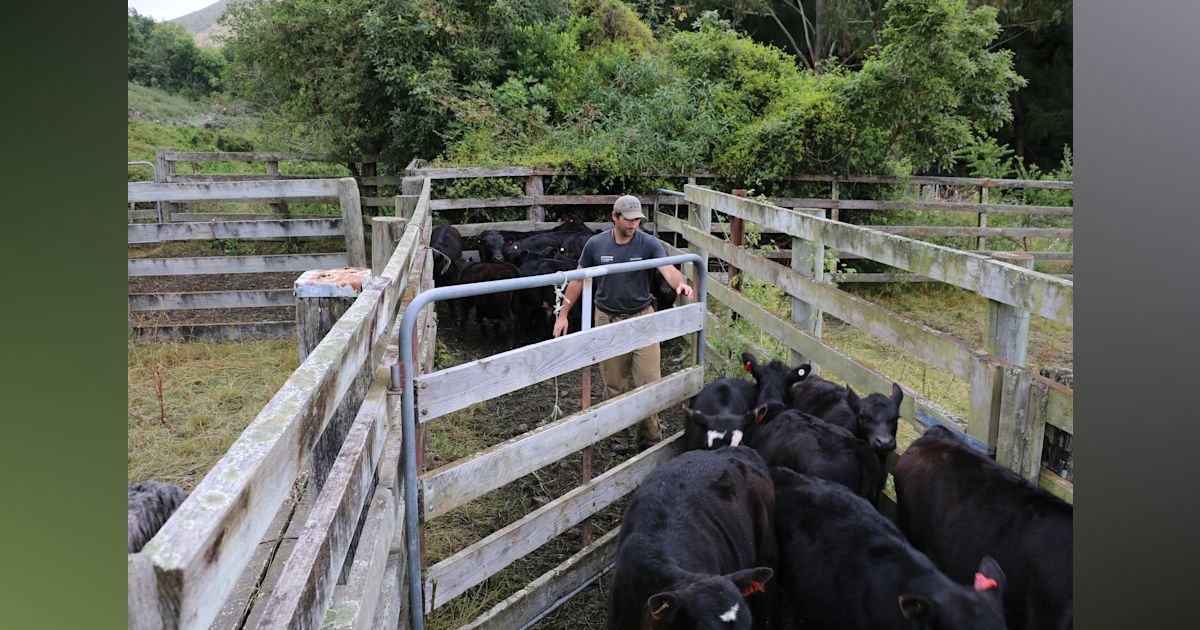 Country Life for Friday 27 January 2023 Country Life | RNZ