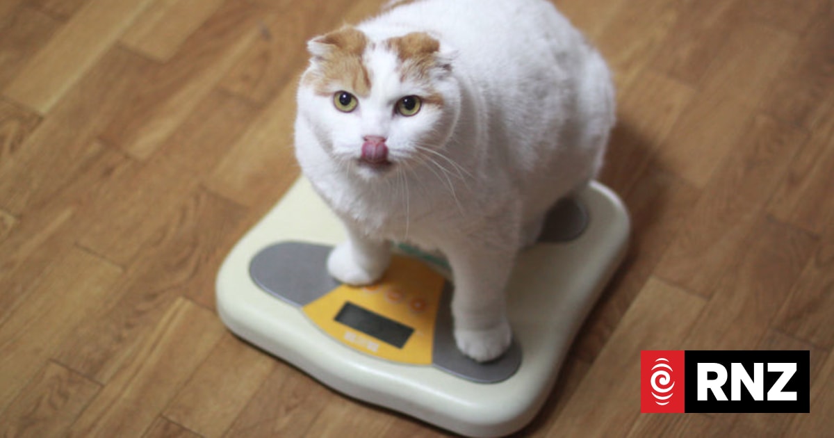 Obese pets a big, fat problem | RNZ