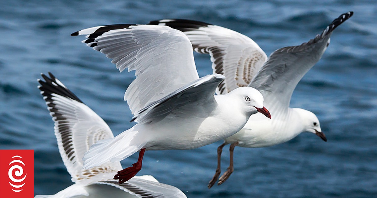 Critter of the Week | RNZ