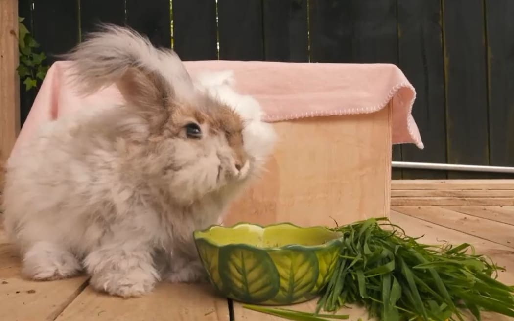 Botany Downs rabbit rescuer wants better way to deal with issue | RNZ